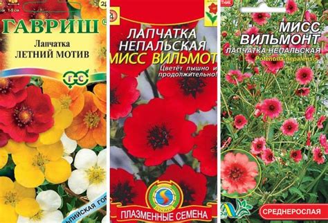 Лапчатка травянистая многолетняя — посадка и уход, размножение семенами ...