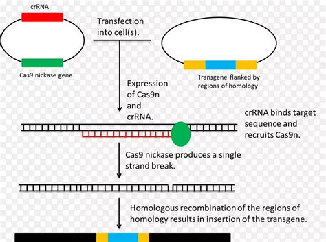 同源重组crispr基因组编辑基因重组质粒同源性png图片素材下载 图片编号4487907 Png素材网