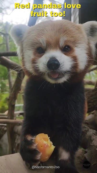 Red Panda Loves Fruit Youtube
