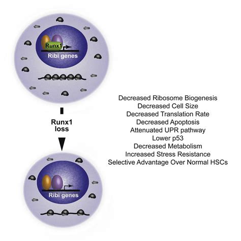 Runx1 Deficiency Decreases Ribosome Biogenesis And Confers Stress
