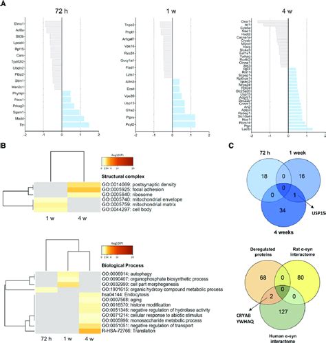 Protein Homeostasis Of Striatal Synaptosomes A Significantly