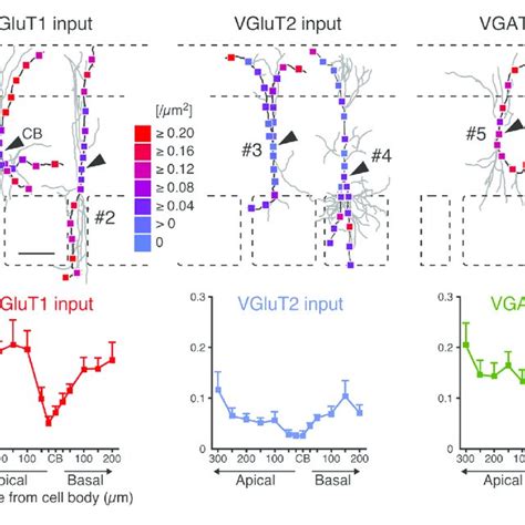 Pv Som And Vip Input Densities To L2 3 Vip Neurons A Examples Of Download Scientific