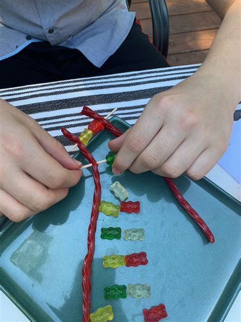 Finding Your Roots Intro To Dna And Making A Twizzler Dna Model Activity Finding Your Roots
