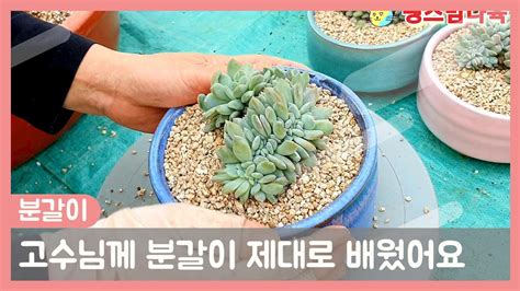 🌵다육이 고수의 분갈이 방법먼로철화 Youtube