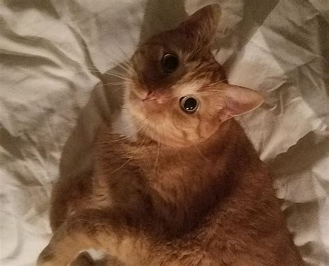 My Favorite Picture Of My Sweet Ginger Owen Scrolller