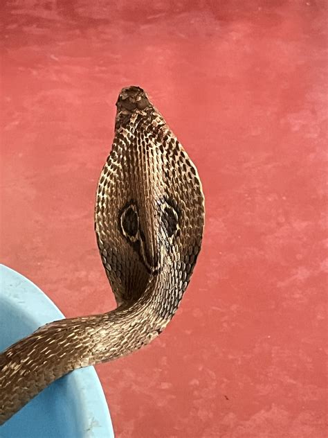 Snake Detection Object Detection Model By University Of Sri Jayewardenepura Snake Detection Object Detection Model By University Of Sri Jayewardenepura