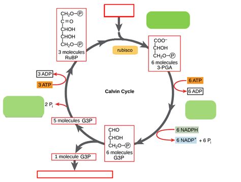 Biology Exam 3 Diagram Quizlet