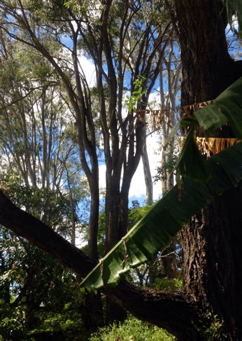 Tree Maintenance Part Brisbane Tree Experts