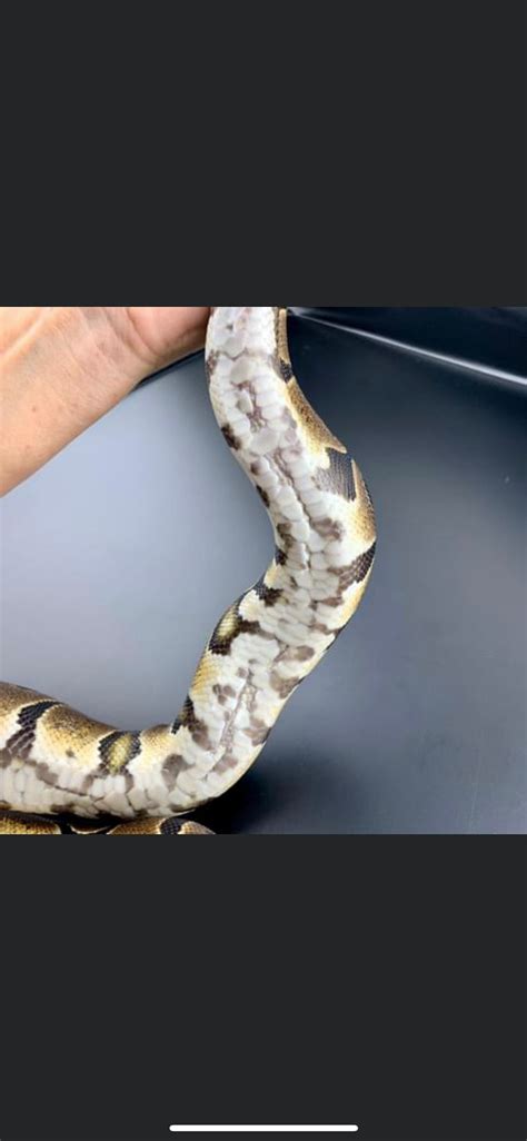Zip Belly Ball Python Traits Morphpedia