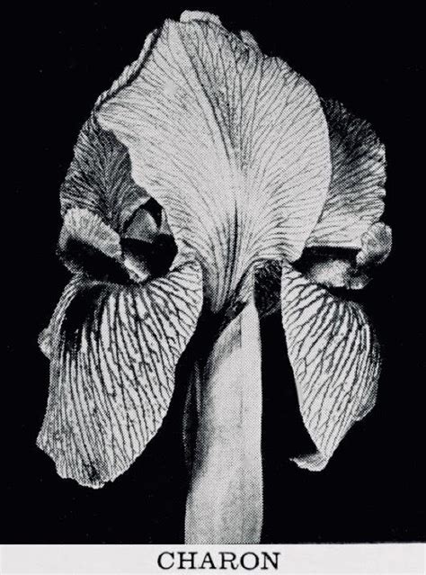 Aril Iris Iris Charon In The Irises Database