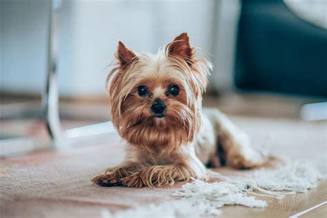 The Size Of A Full Grown Teacup Yorkie Vs A Full Size Yorkie Cuteness