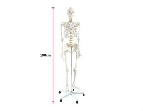 Human Skeleton Life Size 180 Cm At Best Price In Delhi By Paras