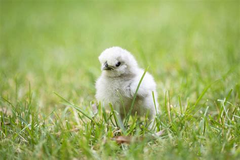 12 Silkie Chicken Colors And Varieties