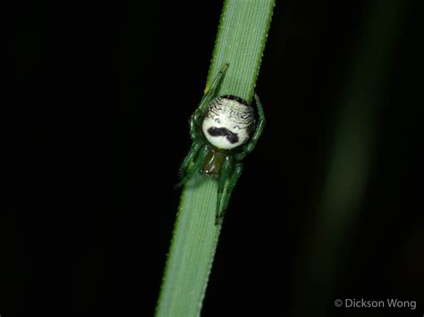 香港常見蜘蛛網