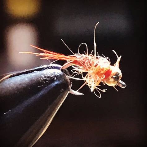 Frenchie Nymph 5 Etsy