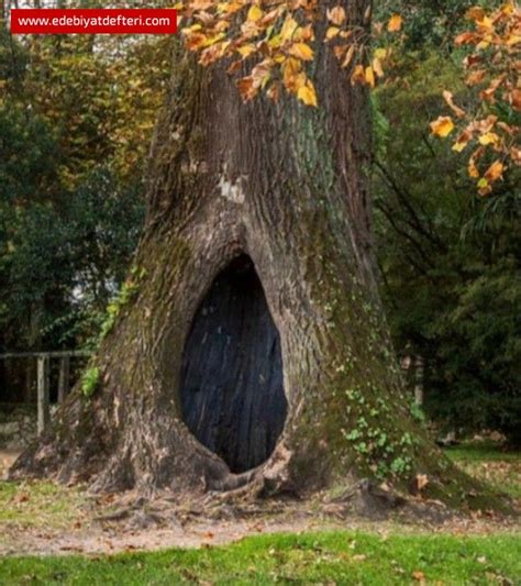 Dua çınarı şiiri Nejat Hoca