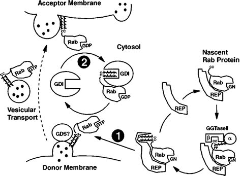 Hypothetical Roles Of Rep And Gdi In The Initial Membrane Targeting And
