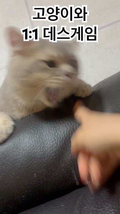 고양이와 1ㄷ1 데스게임 Youtube