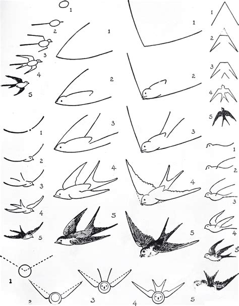 How To Draw Birds Easy Step By Step