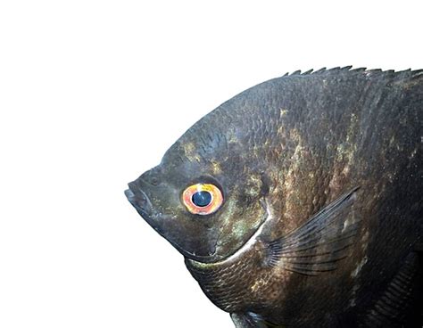 Pterophyllum Scalare Background Images Hd Pictures And Wallpaper For Free Download Pngtree