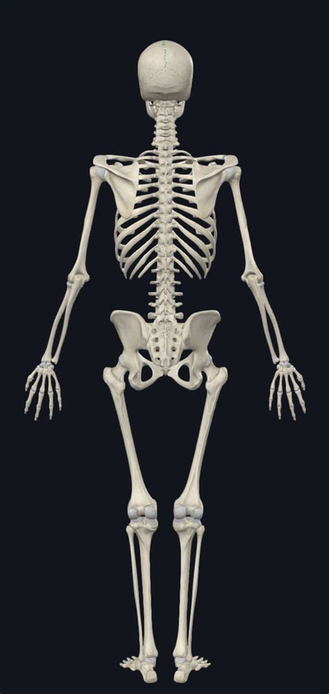 Diagram Of General Bone Labelling P Quizlet Diagram Of General Bone Labelling P Quizlet