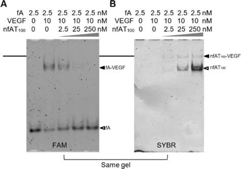 Unraveling Determinants Of Affinity Enhancement In Dimeric Aptamers For