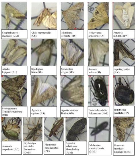 Insects Mdpi On Linkedin Precise Crop Pest Detection Based On Co Ordinate Attention Based Feature…