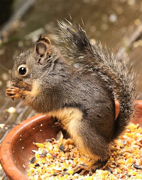 Genus Tamiasciurus Pine Squirrels — Coke Smith Wildlife