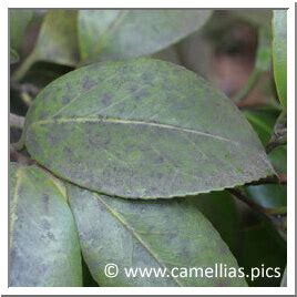 Camellia Diseases Camellias Pics