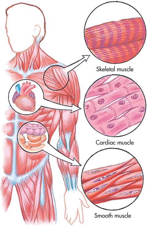 Smooth Muscle Labelled Diagram Vrogue Co