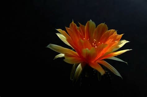 艳丽的彩草 第2页 中关村在线摄影论坛
