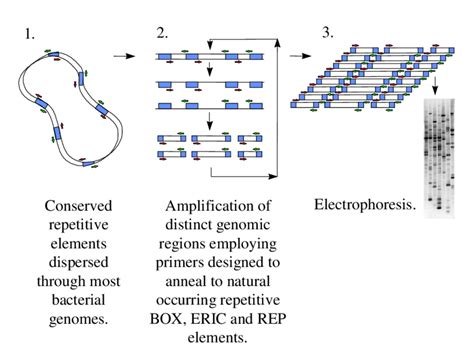 Principle Of Rep Pcr Genomic Fingerprinting Download Scientific Diagram