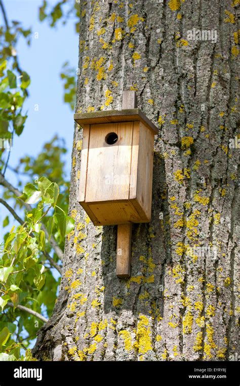 Nesting Box In The Tree Stock Photo Alamy