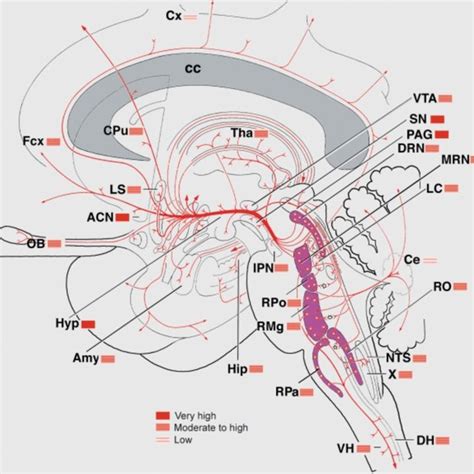 Cstc Circuit Patients With Ocd Show Significantly Increased Functional