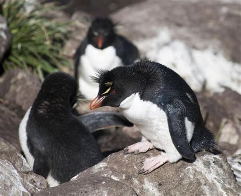 남부바위뛰기펭귄 Eudyptes Chrysocome Picture Bird