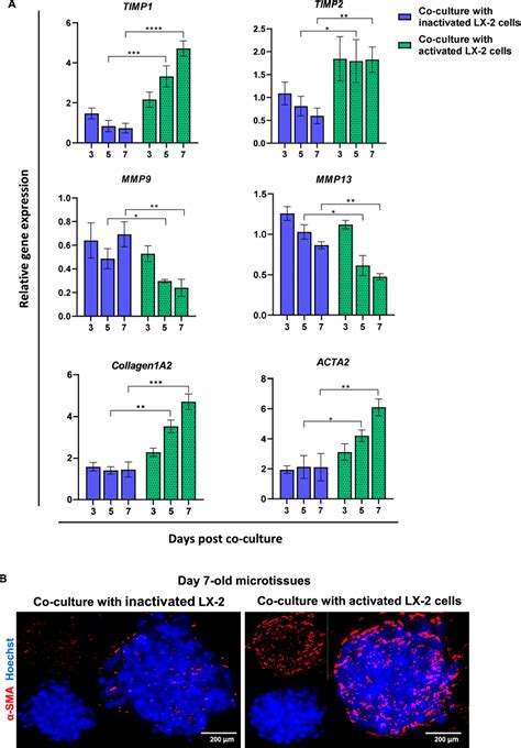 Ecm Related Gene Expression Profile And Immunostaining In Normal And Download Scientific