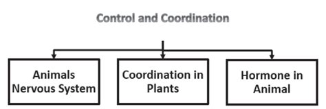 Chapter 7 Control And Coordination Class 10 Science Notes