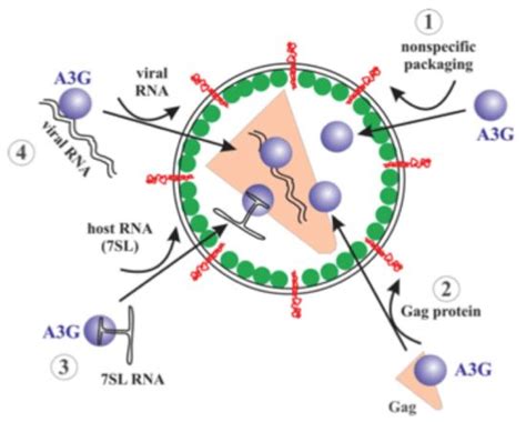 Difference Between Virus And Virion