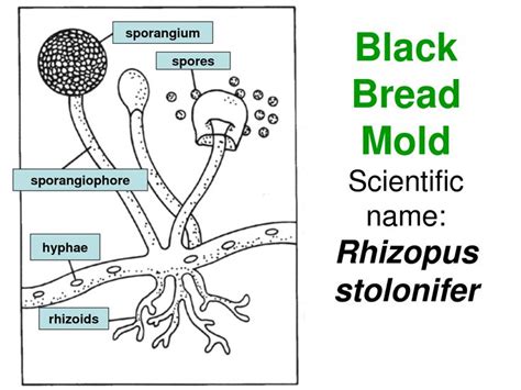 Rhizopus Sporangia Labeled Hyphae