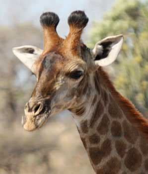 Giraffe Is Truly Unique