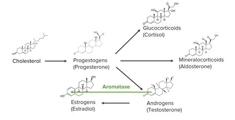 Cholesterol Metabolism Concise Medical Knowledge
