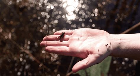 Ancient Forests…a Hopeful Future… Longleaf Forever The Longleaf Alliance