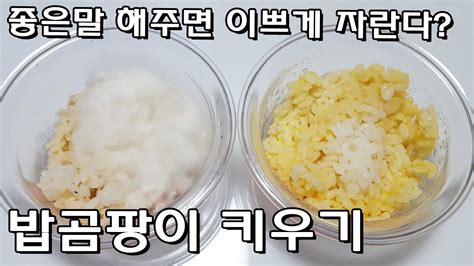 밥곰팡이 키우기 실험영상 좋은말 해주면 이쁘게 자라고 나쁜말하면 더럽게 자란다 머박이 Youtube