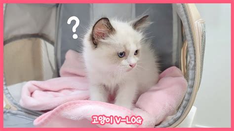 고양이브이로그🐱 아기고양이 랙돌 입양 첫날 Youtube