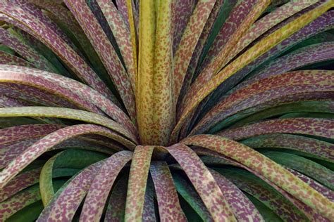 Tips On How To Plant And Care For Mangave Plantly