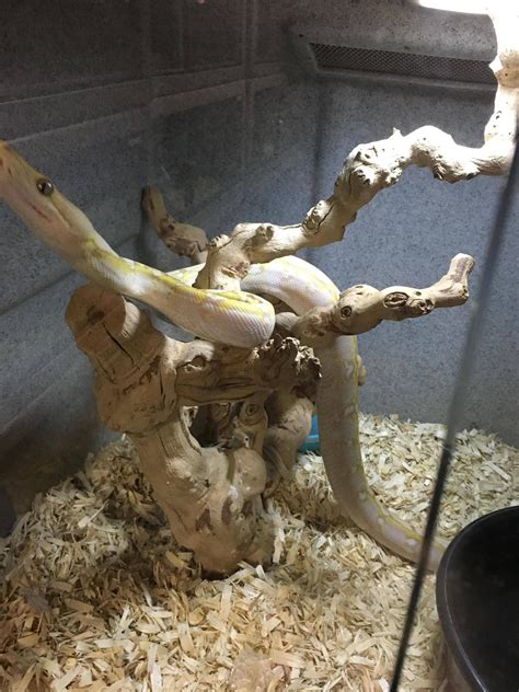 Super Dwarf Retic Breedersquestions Page 2