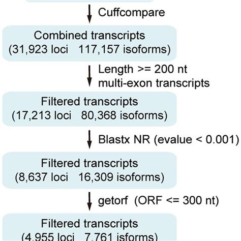 The Pipeline For Identifying Lncrnas In P Xylostella Based On