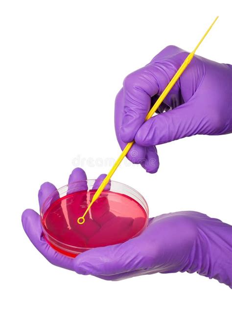The Inoculating Loop Stock Image Image Of Biological 158135695