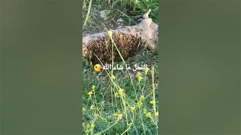 النحل والمزارع الصغير😍😍 Youtube