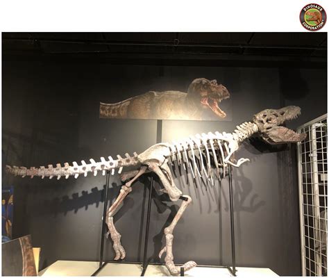 T Rex Dinosaur Bones